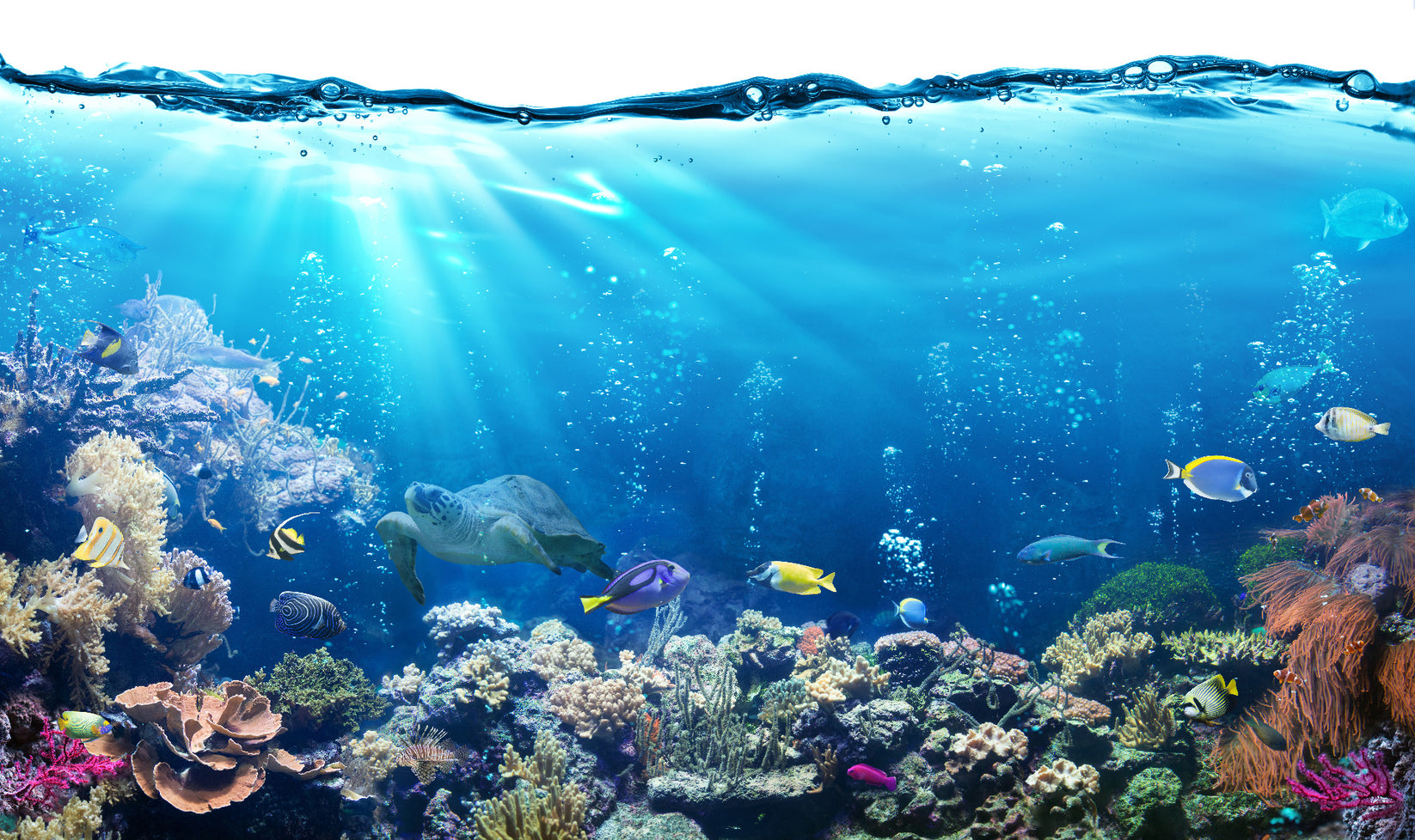 Tropical Fish & Reef Wall Mural – www.themed.co.uk